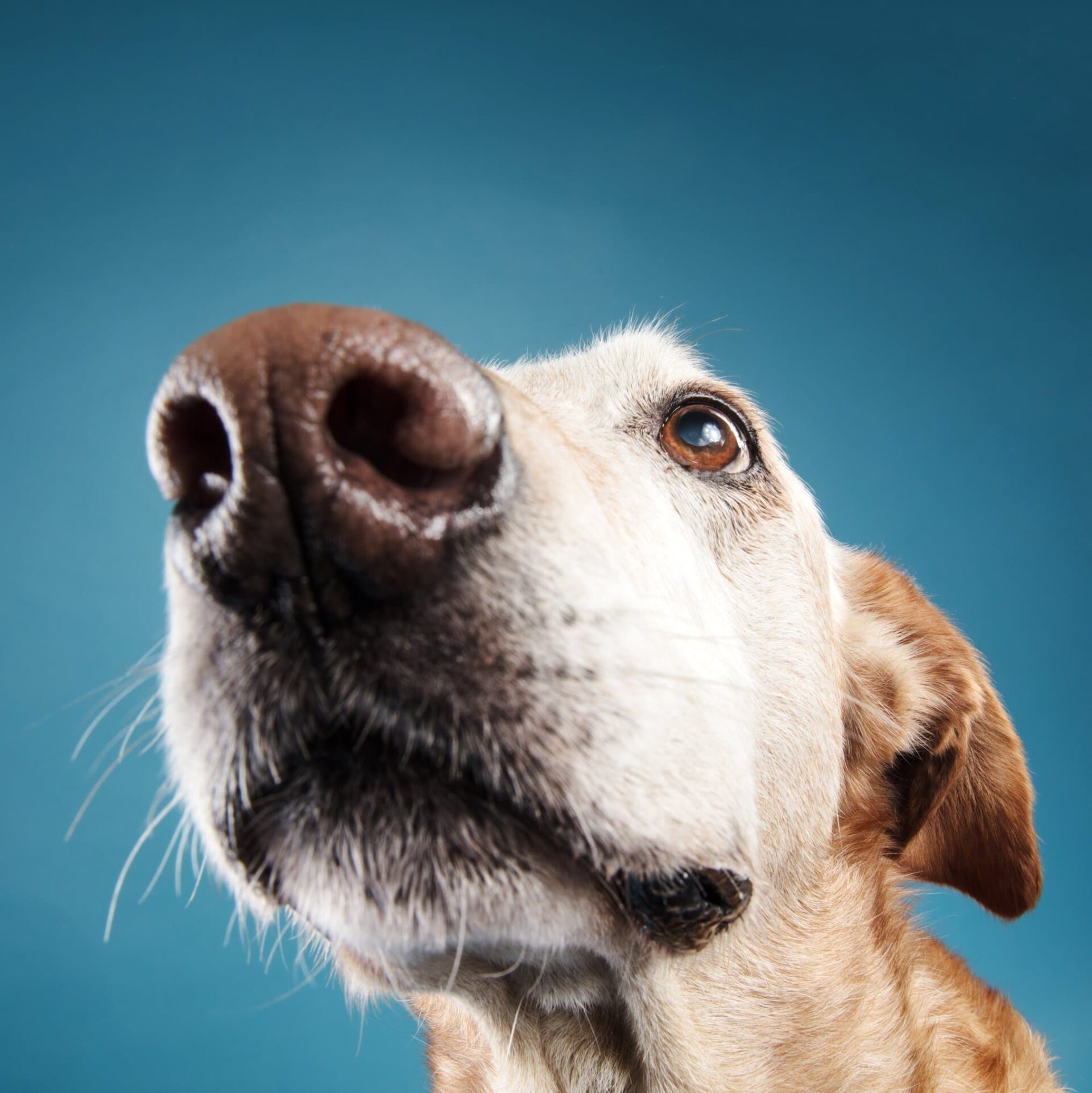 Fear of Vets: Empower your dog to overcome anxiety